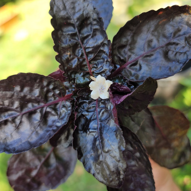 Purple Ivy Plant - Etsy