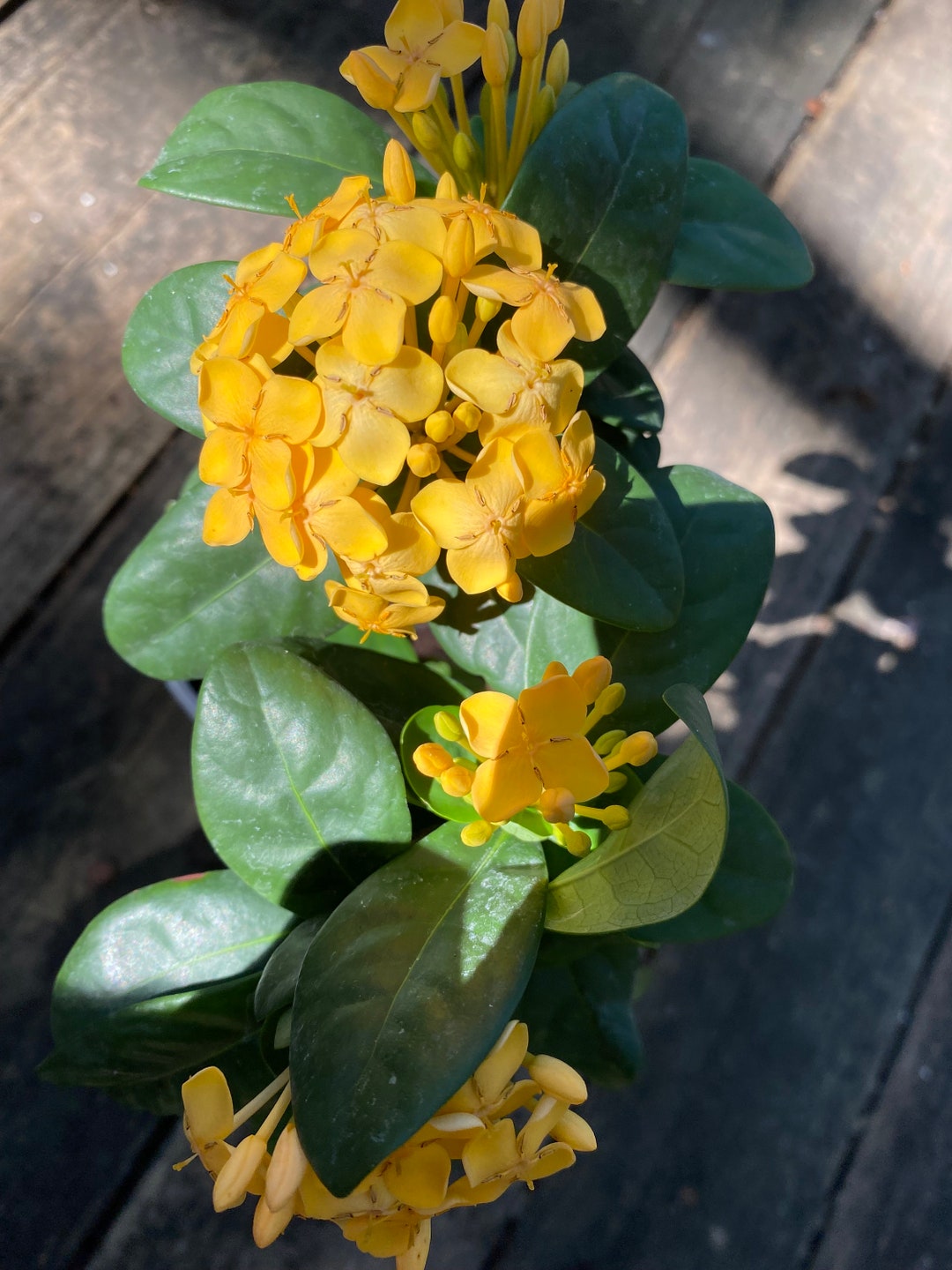 Flame of the Woods- Ixora Coccinea/ Scarlet Jungleflame (10-12 in ...