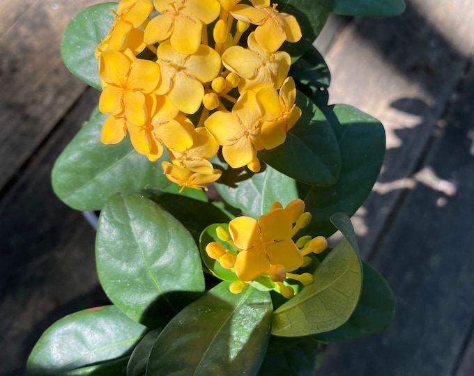 Flame of the Woods- Ixora Coccinea/ Scarlet Jungleflame (10-12 in ...