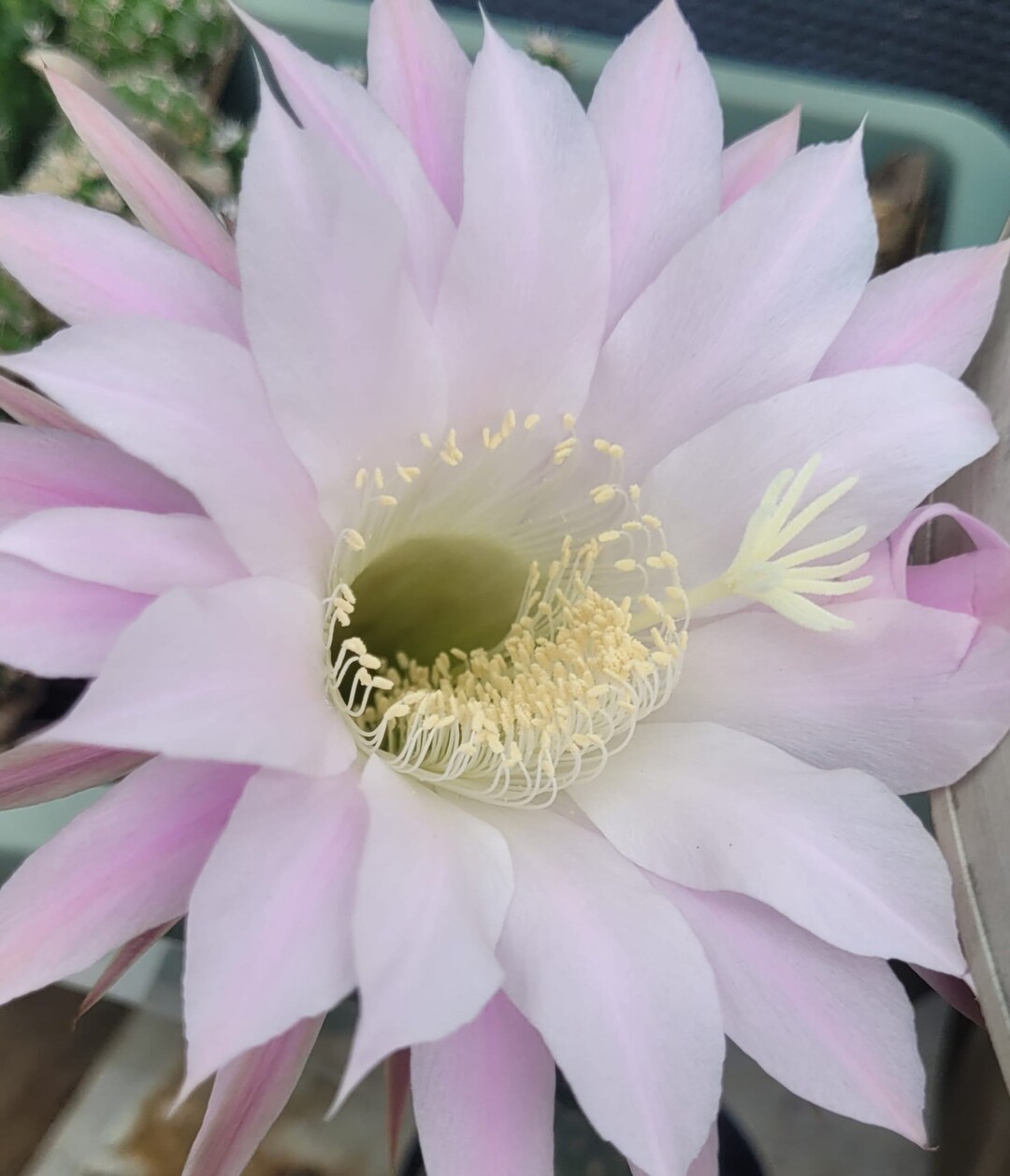 Echinopsis Tubiflora-easter Lily Cactus 2-5in - Etsy