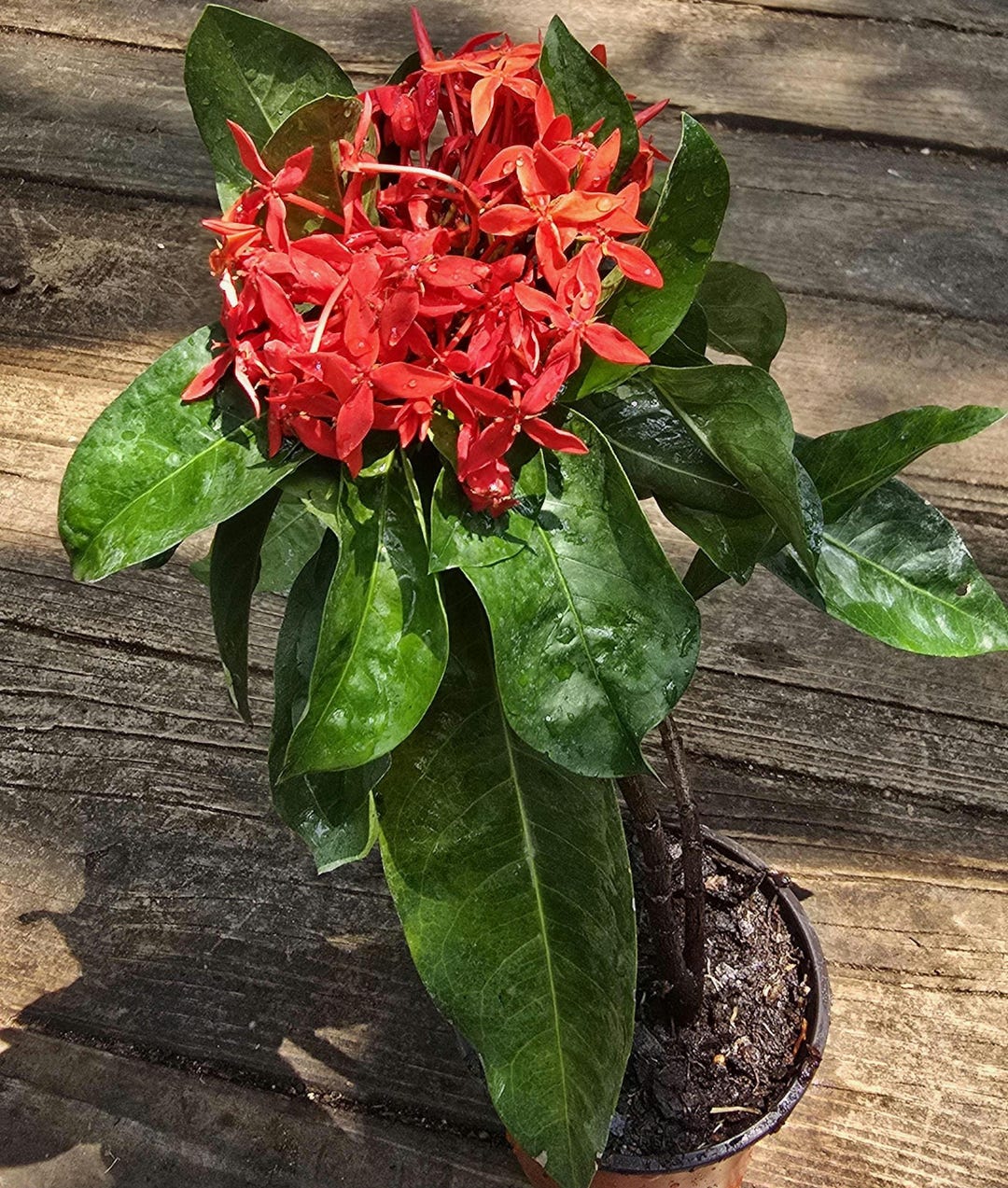 Rare Scarlet Ixora Coccinea Plant - Jungle Flame Geranium - Etsy