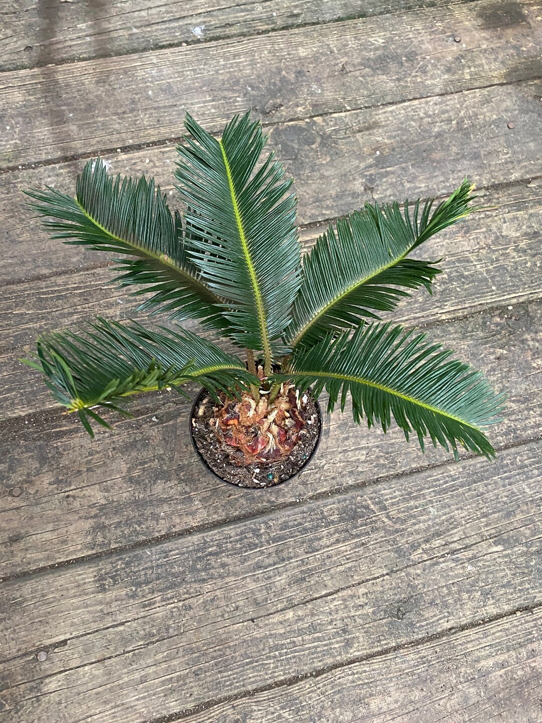 Sago Palm- Cycas Revoluta (8 in Approx) - Etsy