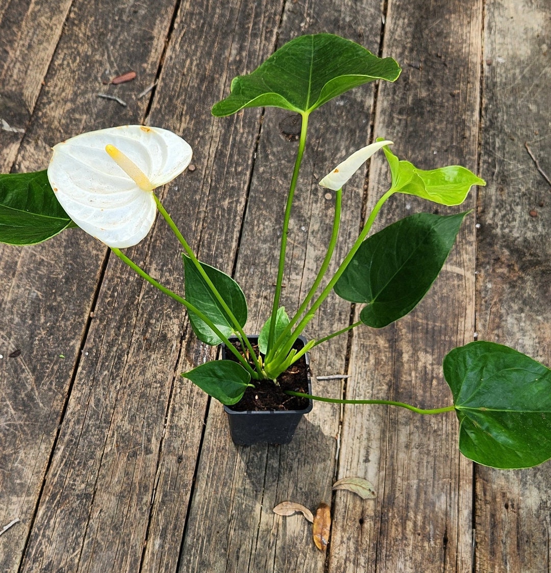 Flamingo Lily White - Anthurium Andraeanum - Indoor Flowering Houseplant ( 13-16in Approx. ) - Etsy
