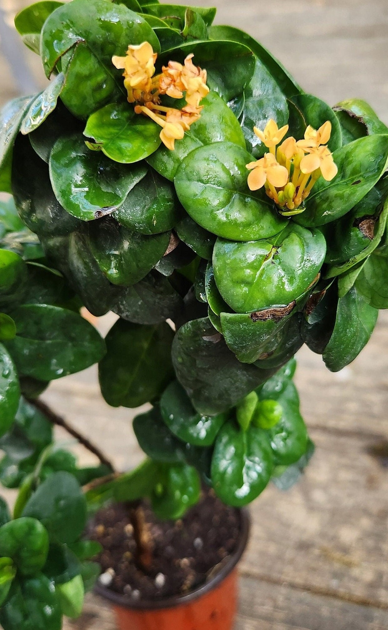 Flame of the Woods Ixora Coccinea Maui Yellow 10-11in Approx - Etsy