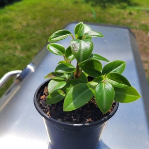 Peperomia Orba Teardrop Plant 4-6in - Etsy