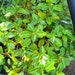 Peperomia Orba Teardrop Plant 4-6in - Etsy