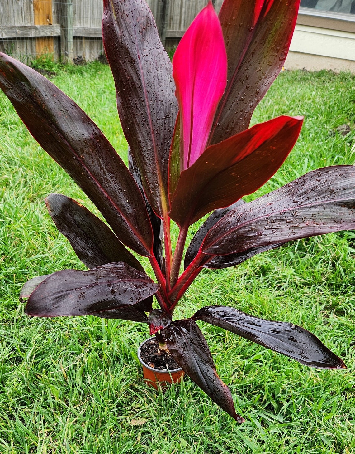 Hawaiian Boy Ti Plant, Cordyline Plant (7-10 Inches Approx.) - Etsy