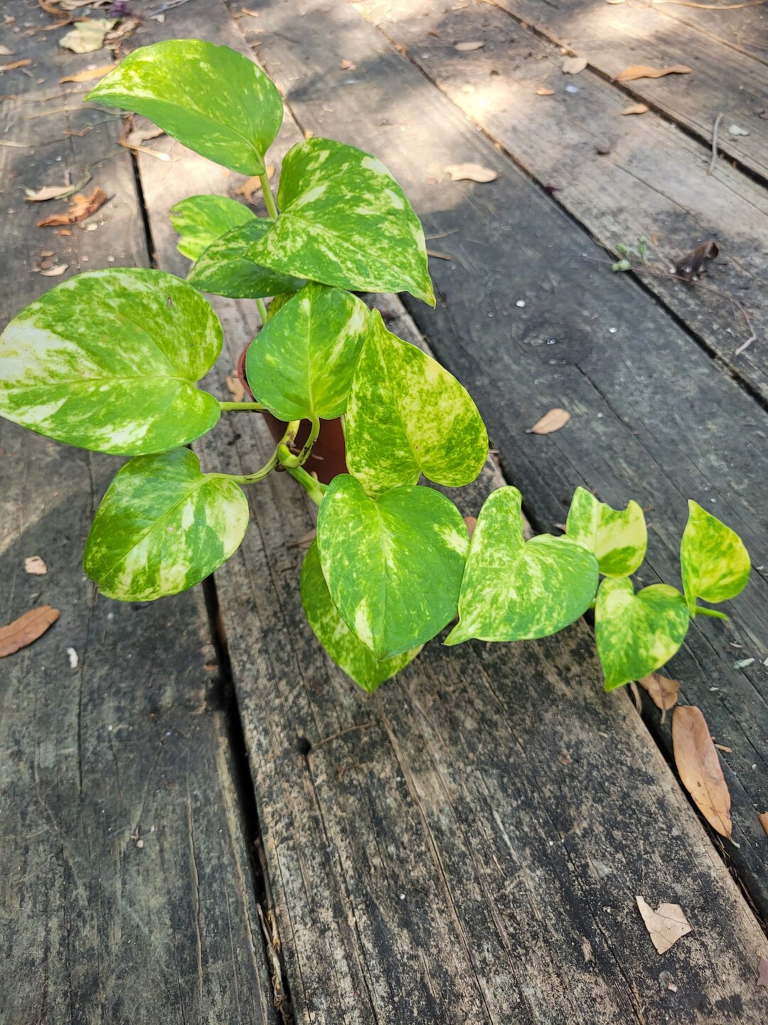 Devil's Ivy, Golden Pots, Epipremnum Aureum Plant - Etsy