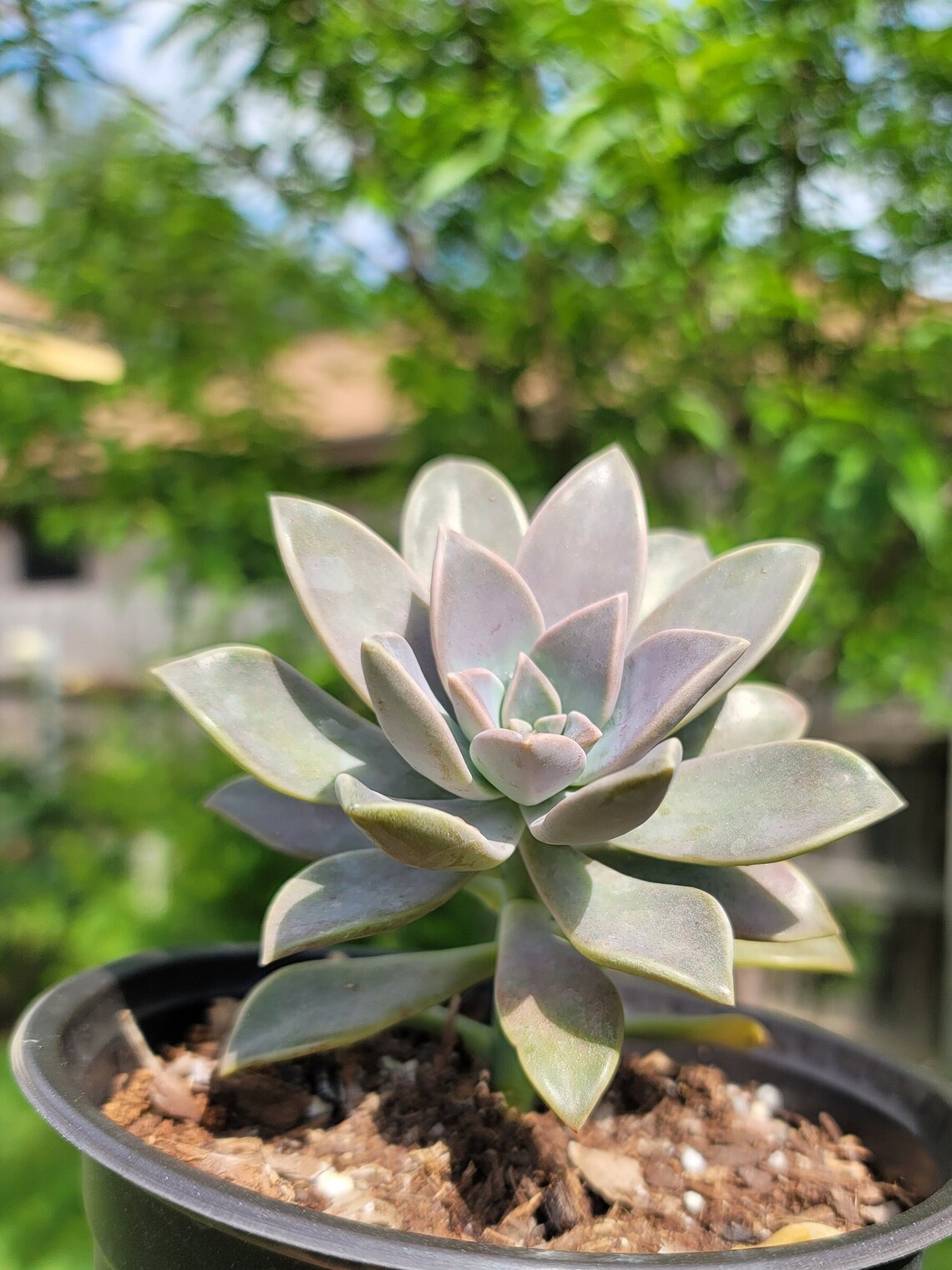 Ghost Plant- Graptopetalum Paraguayense - Sedum Weinbergii - Mother of ...