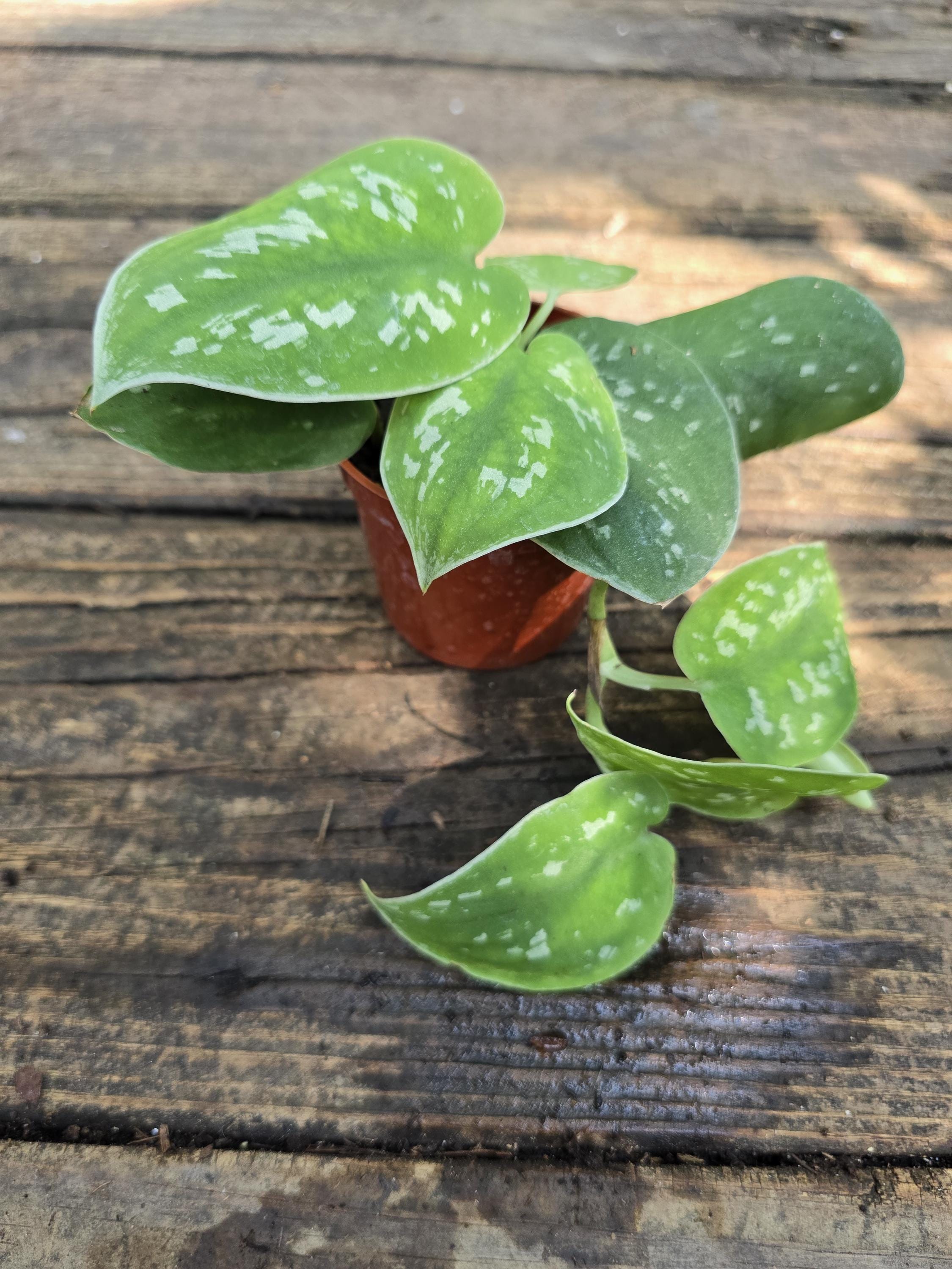 Satin Pothos - Silk Pothos - Silver Vine - Scindapsus Pictus Argyraeus ...