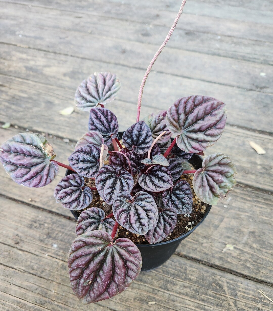Schumi Red Ripple Peperomia, Emerald Ripple, Peperomia Caperata 2-4inch ...