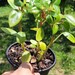 Peperomia Orba Teardrop Plant 4-6in - Etsy