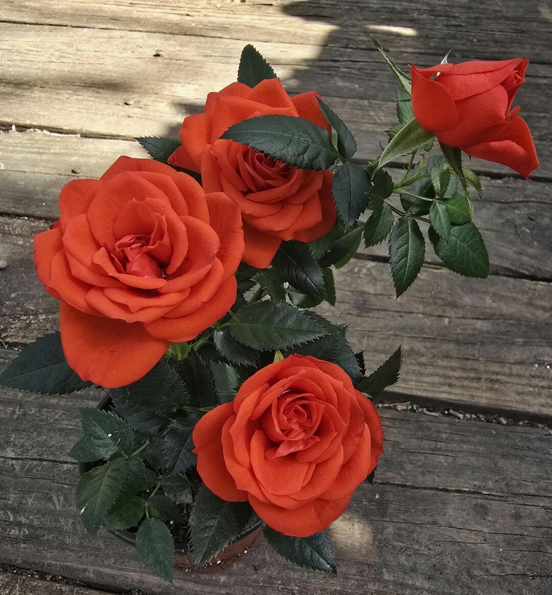 Live Mini Rose Plant ( Orange) Hybrid Tea Rose (5-6 in Approx) - Etsy
