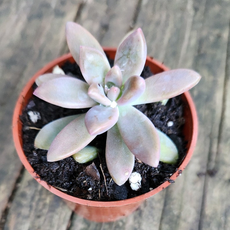 Graptosedum Francesco Baldi, California Sunset Succulent - Etsy