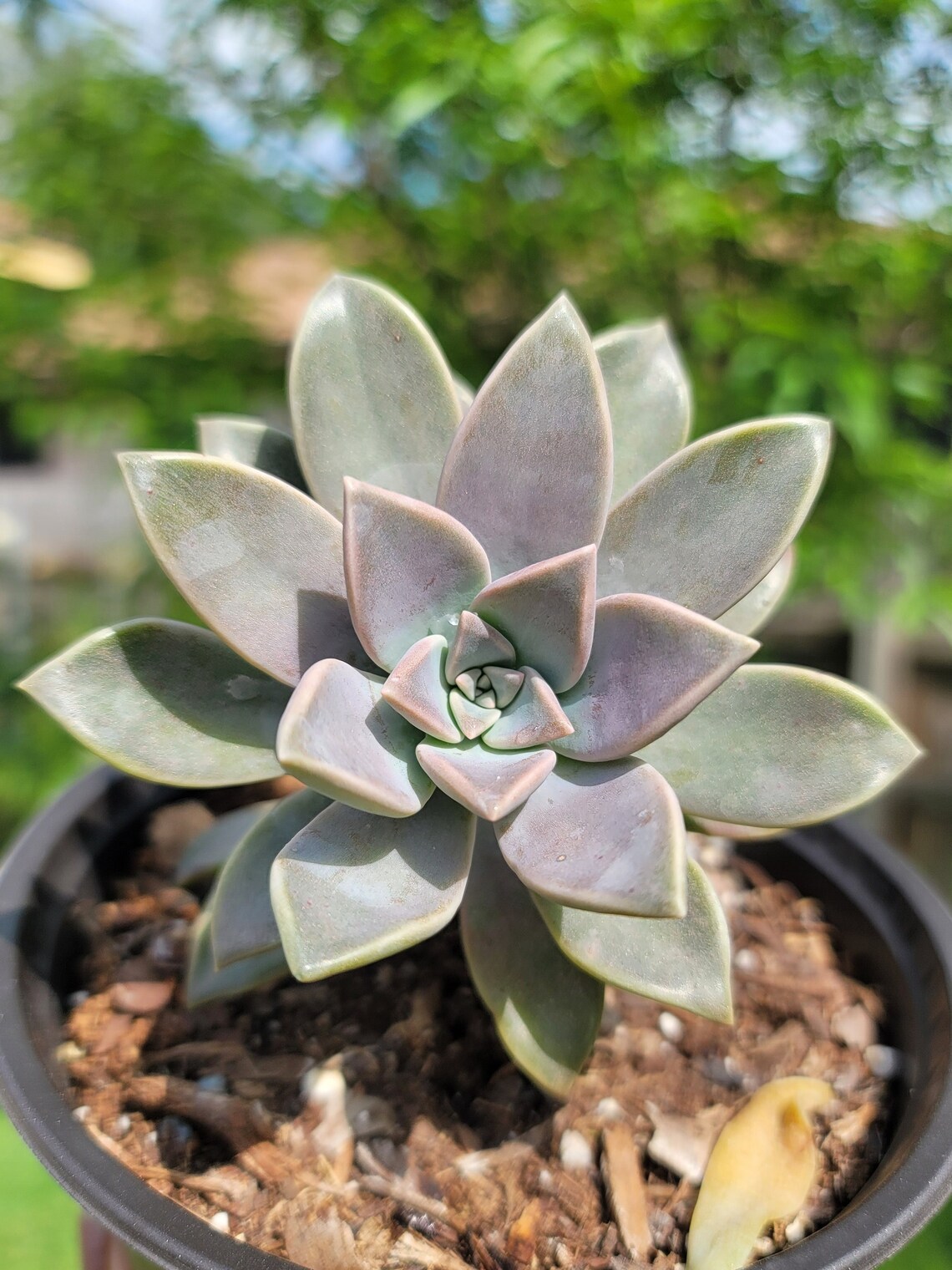 Ghost Plant- Graptopetalum Paraguayense - Sedum Weinbergii - Mother of ...