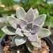 Ghost Plant- Graptopetalum Paraguayense - Sedum Weinbergii - Mother of ...