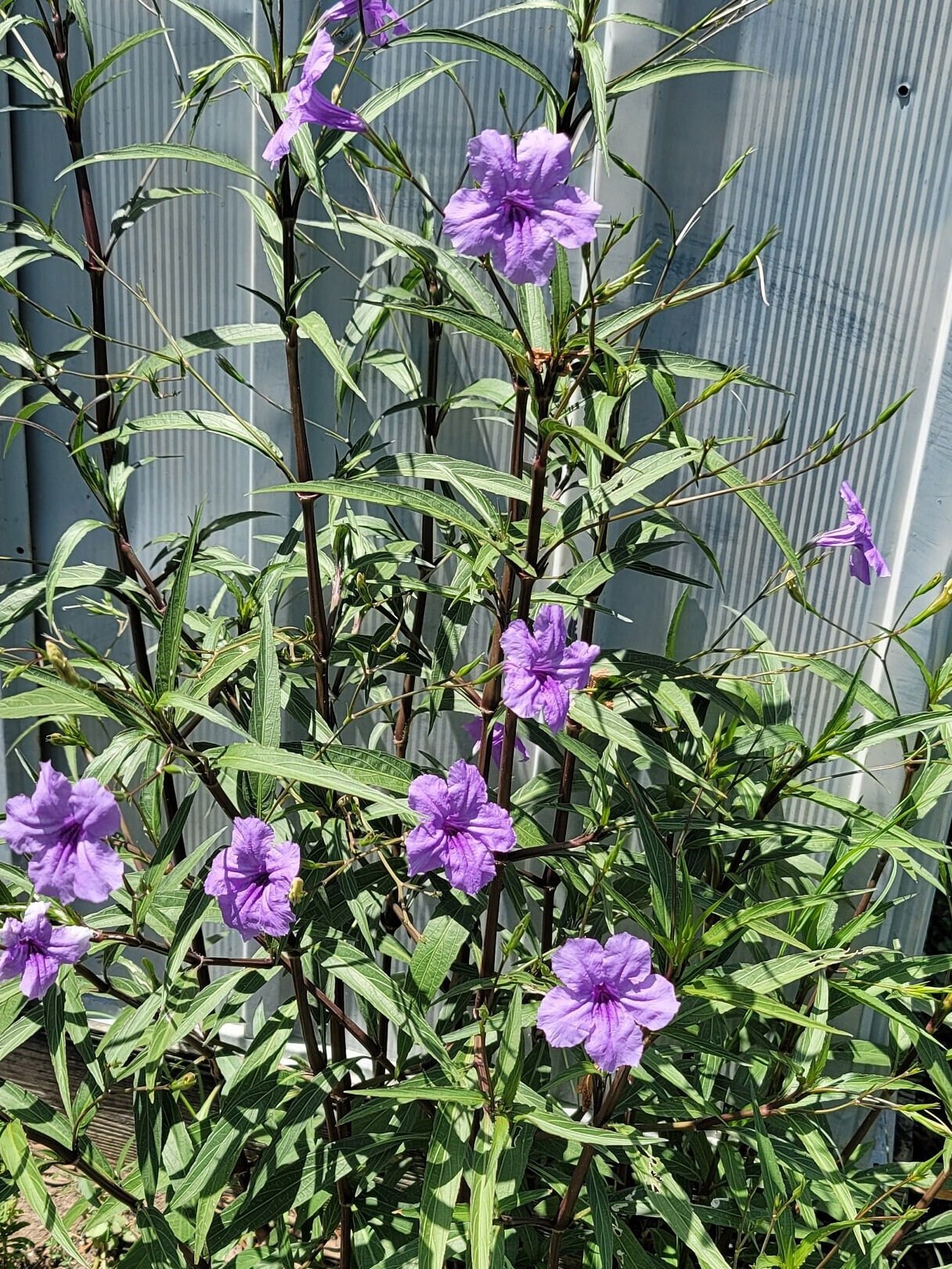 Ruellia Simplex Mexican Petunia 5-9in - Etsy