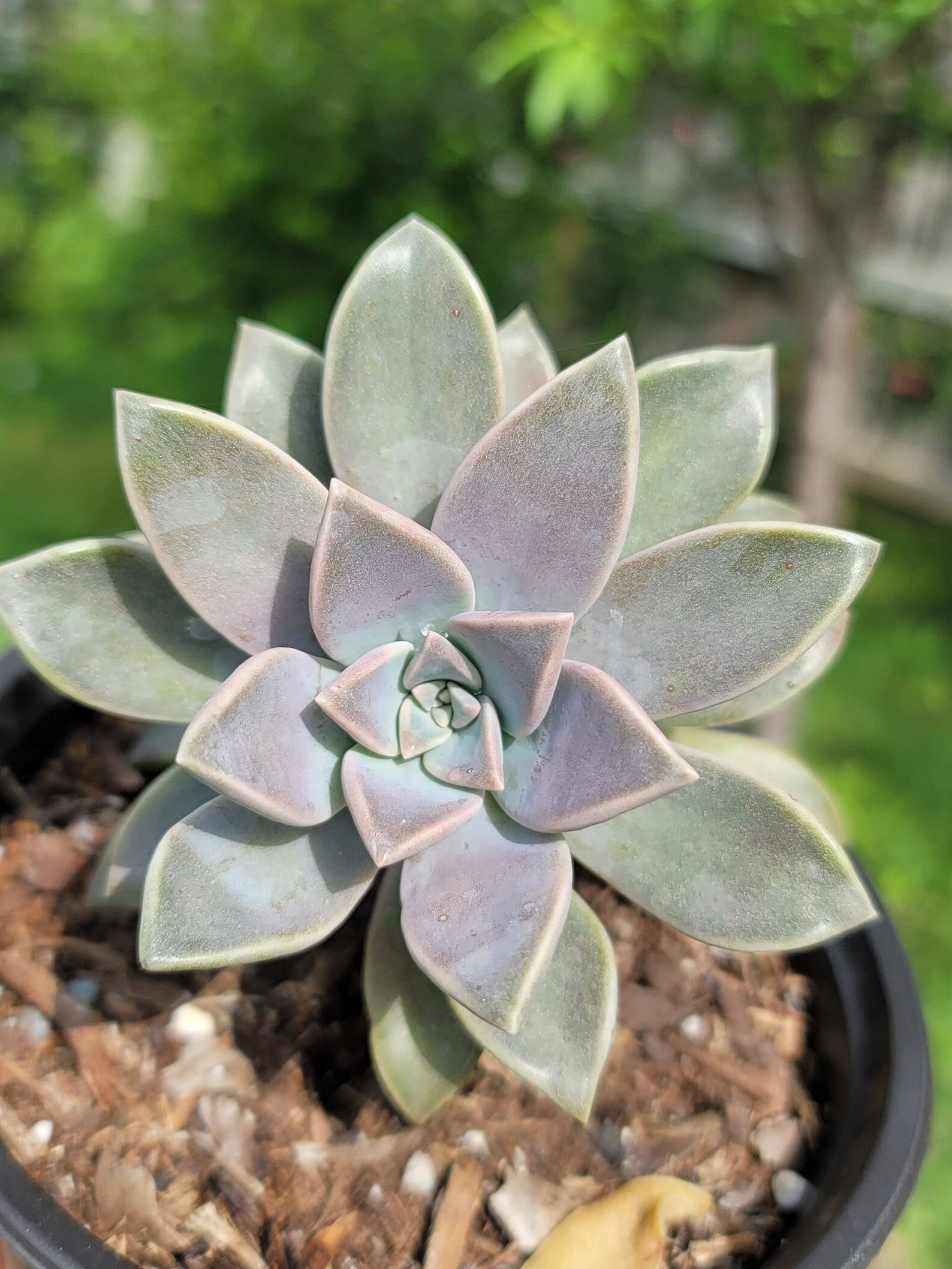 Ghost Plant- Graptopetalum Paraguayense - Sedum Weinbergii - Mother of ...