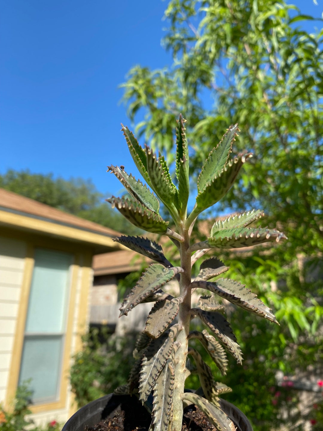 Mother of Thousands/ Alligator Plant- Kalanchoe Daigremontiana (4-7in ...