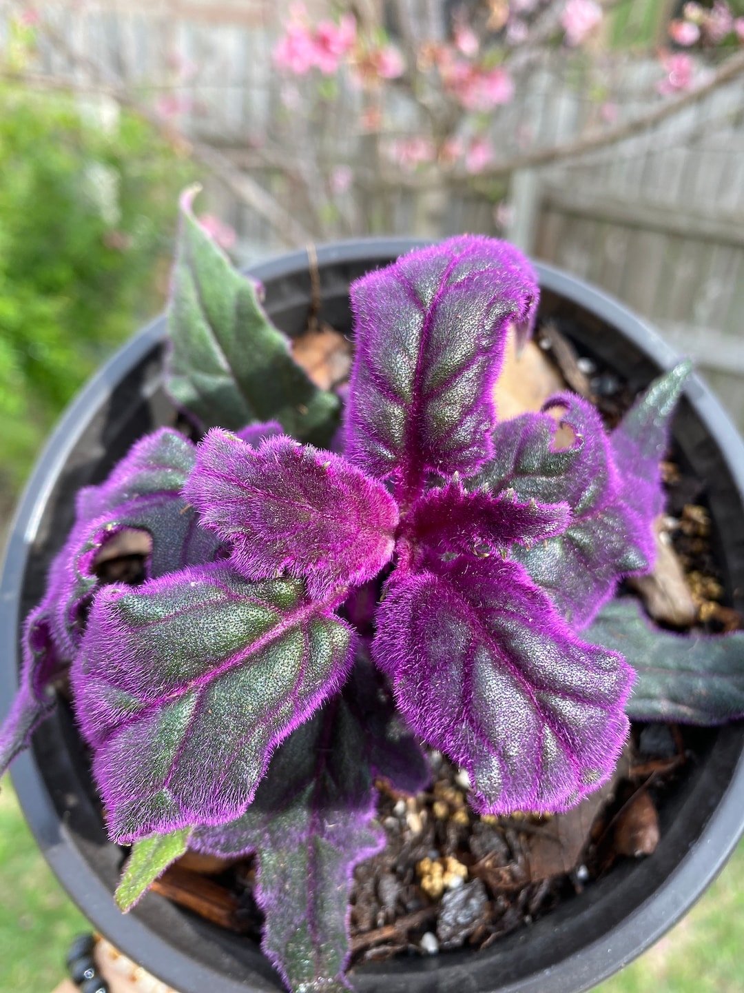 Gynura Aurantiaca - Purple Passion / Velvet Plant (2-4 Inches) - Etsy
