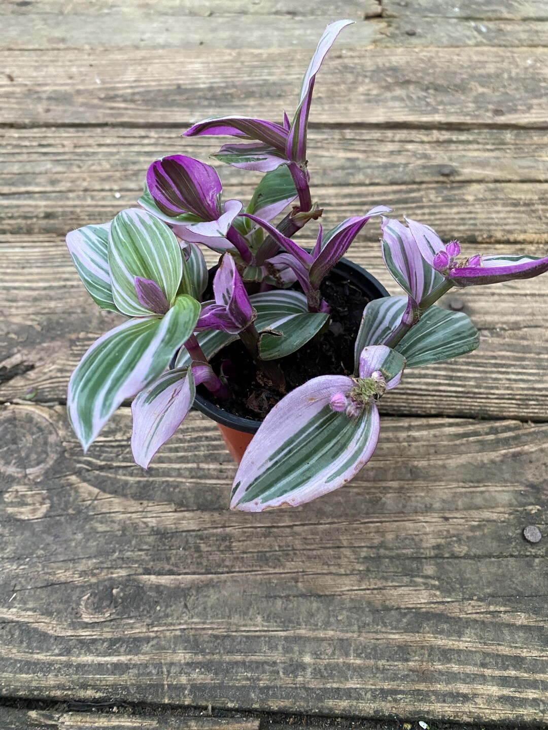 Tradescantia Nanouk- Flowering Inch Plant (3-5in Approx) - Etsy