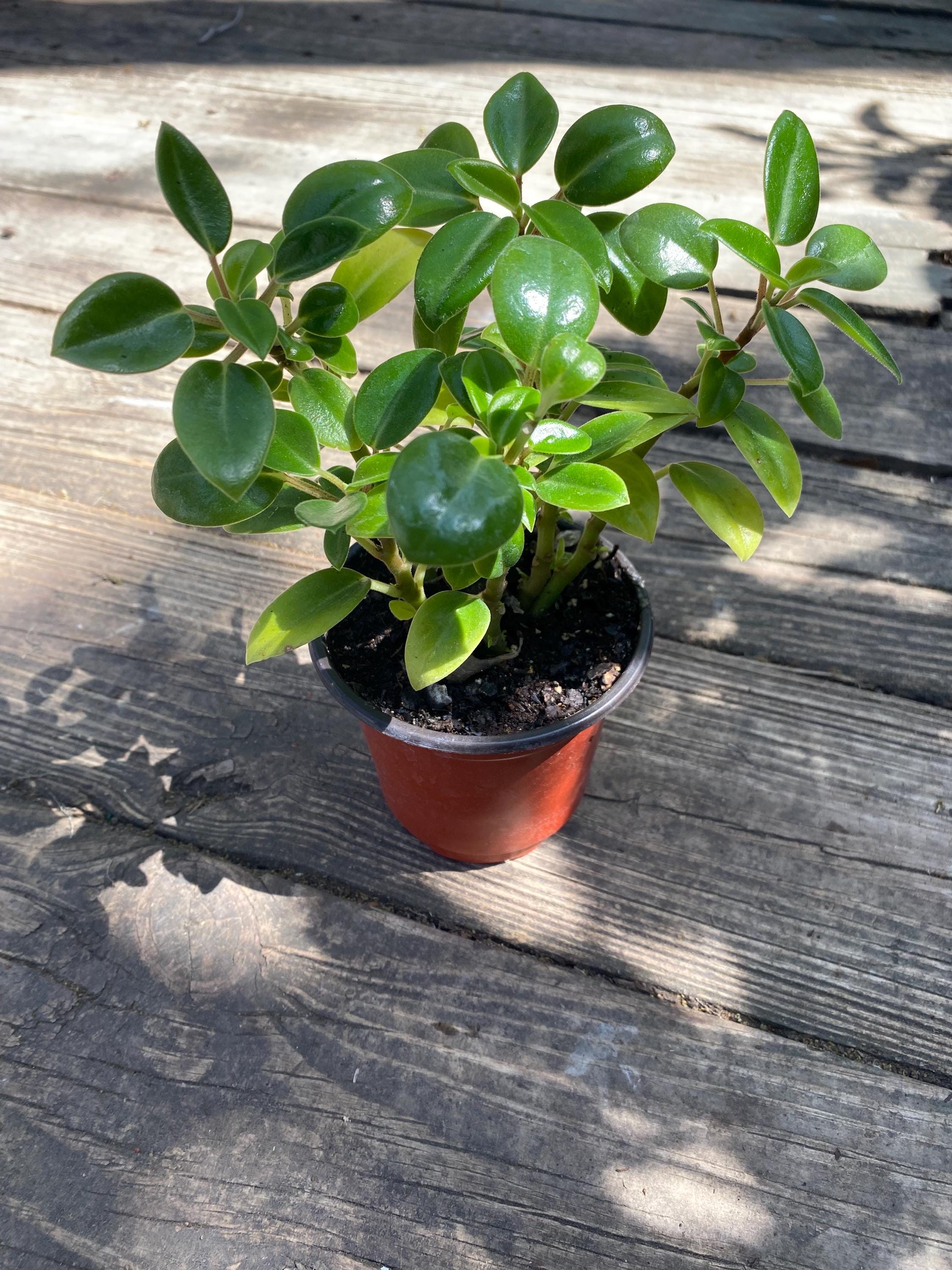 Peperomia Orba - Teardrop Plant ( 4-6in) - Etsy