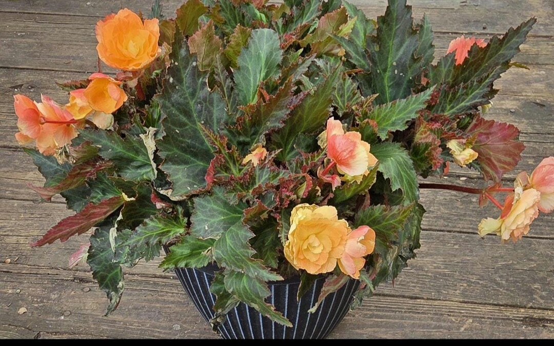 Wax Begonia Live Plant - Begonia Cucullata - Clubed Begonia, Bedding ...