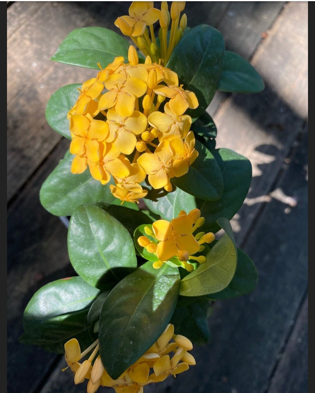 Flame of the Woods Ixora Coccinea Maui Yellow 10-11in Approx - Etsy