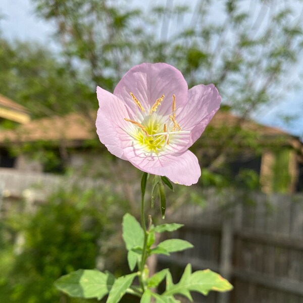 Mexican Evening Primrose - Etsy