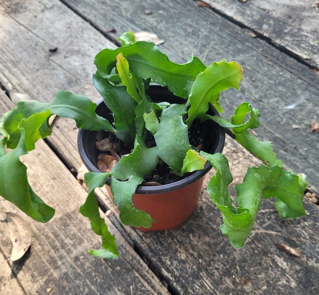 Curly Orchid Cactus-epiphyllum Plant (4-6 in Approx) - Etsy