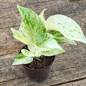 Pothos Snow Queen, RARE Marble Pothos Devil's Ivy, Golden Pothos ...