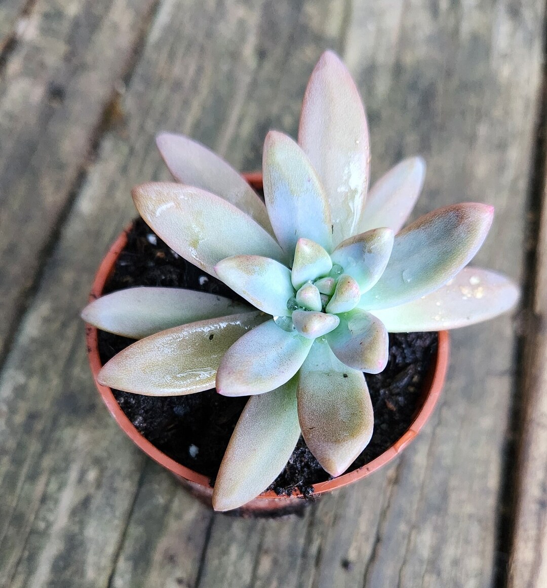 Graptosedum Francesco Baldi, California Sunset Succulent - Etsy