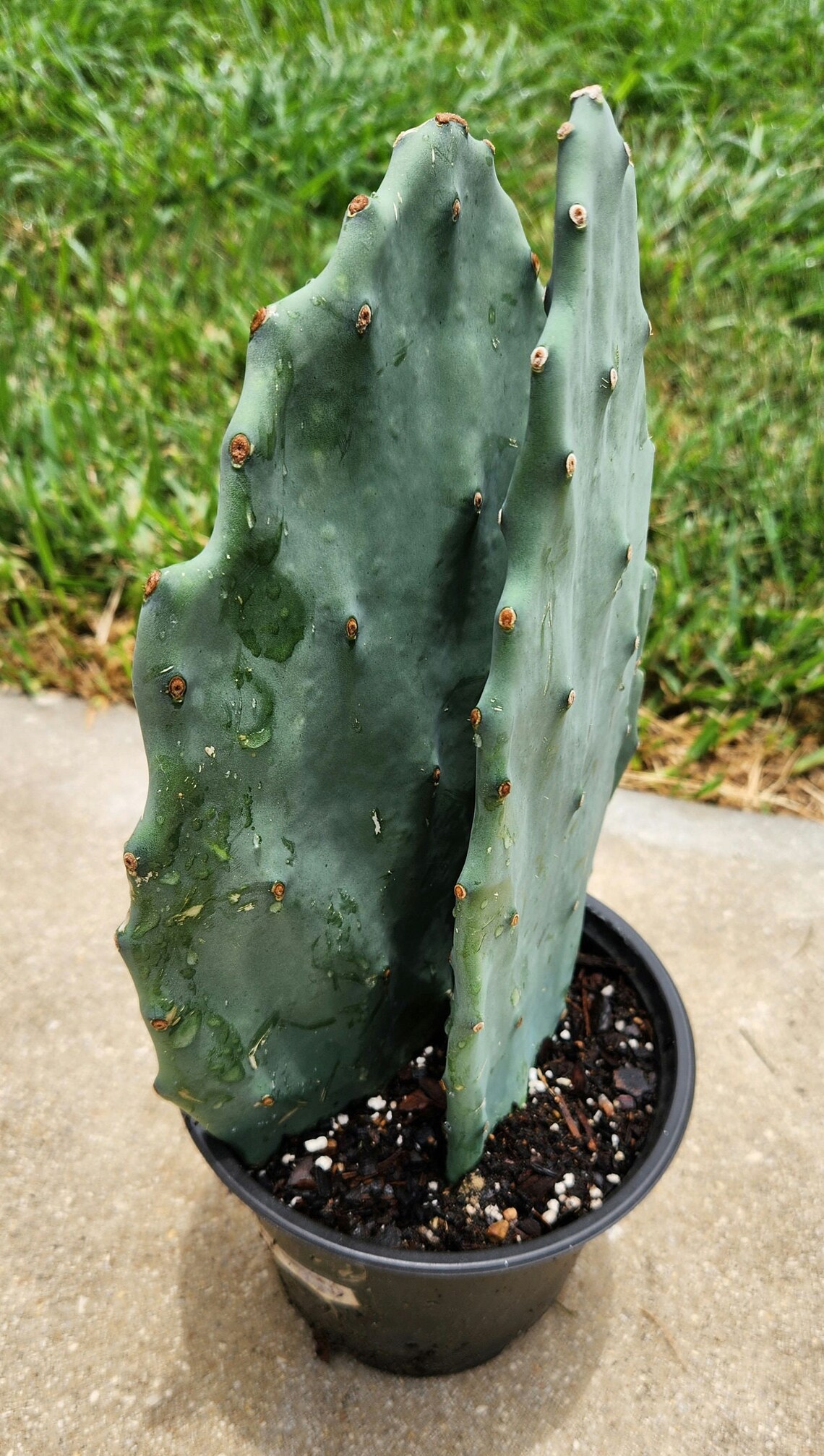 Prickly Pear Cactus Plant , Rooted Cactus , Thornless Smooth Prickly ...