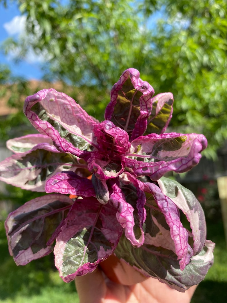 Snow White Waffle Plant Hemigraphis Alternata 3-6in - Etsy