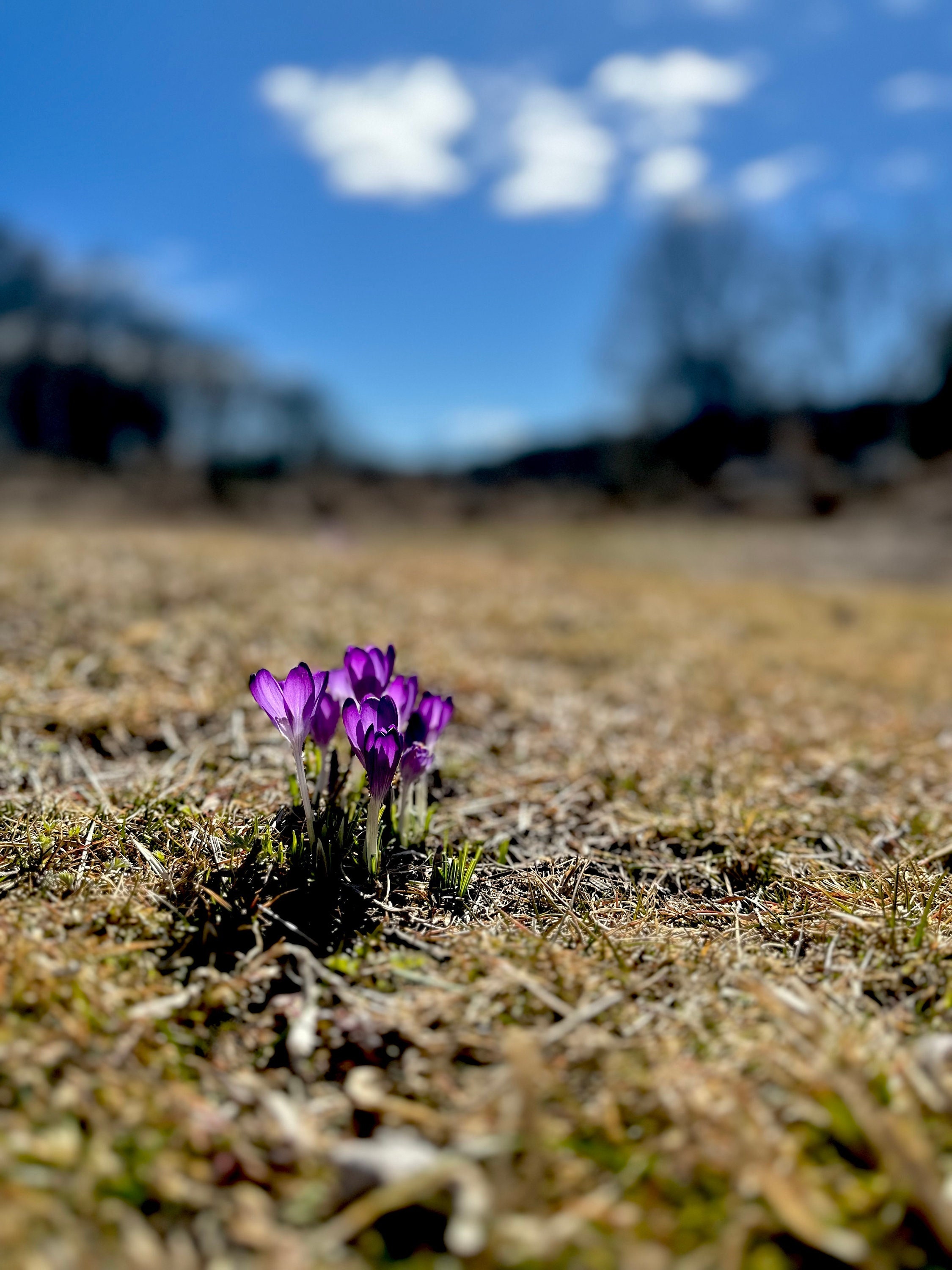 Digital Photos for You to Download for Immediate Satisfaction - Etsy Canada