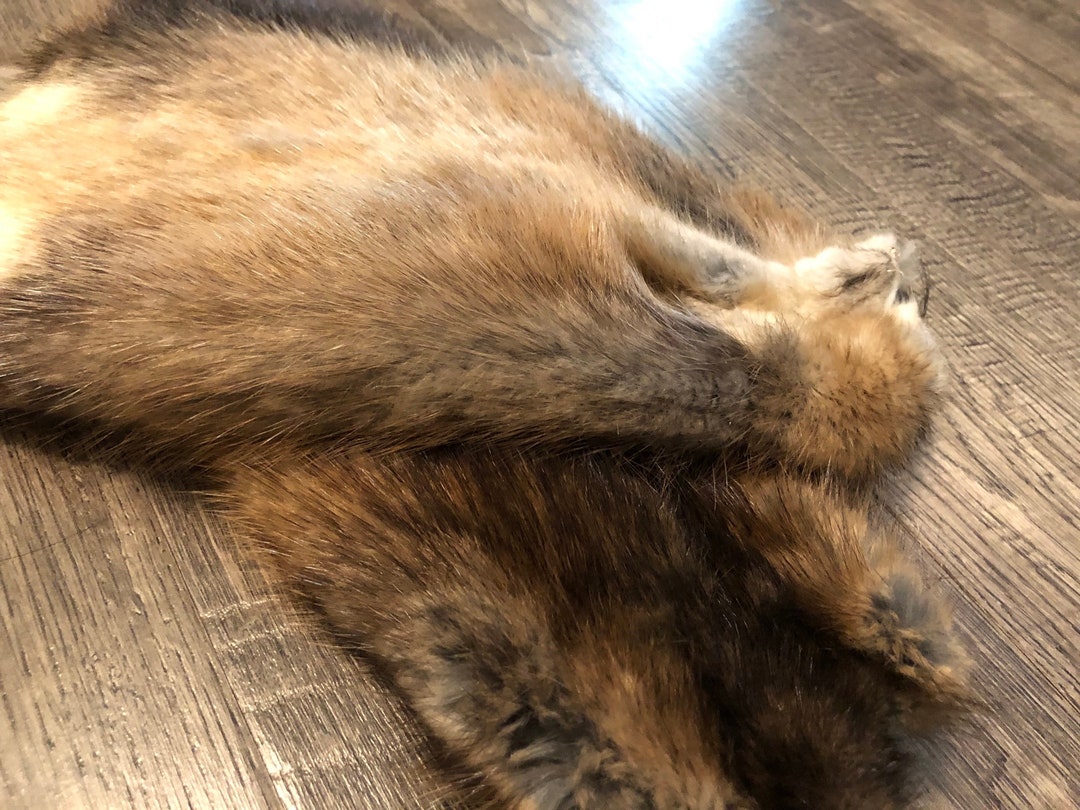 Tanned Muskrat Pelts. Professionally Tanned Muskrat Pelt. Prime, Winter ...