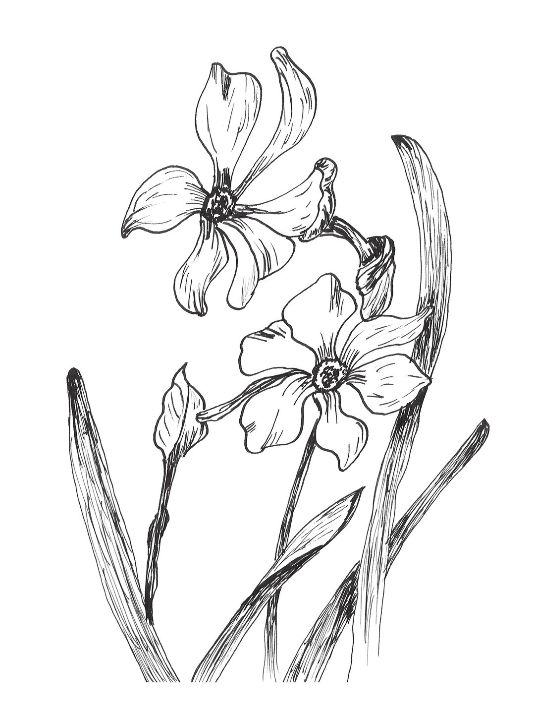 Digital Download of Original Flower Ink Drawing, Hugh Resoloution ...