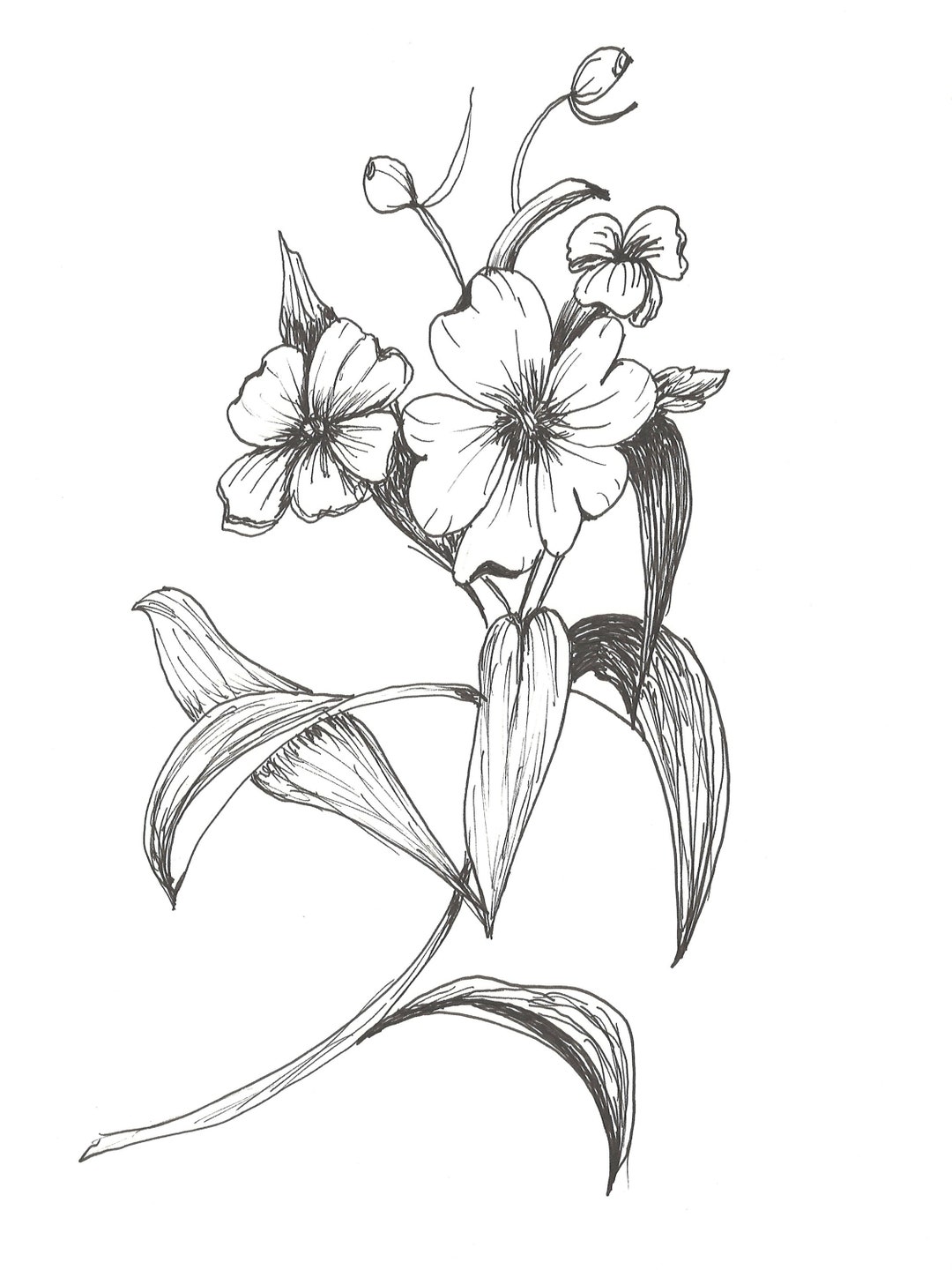 Digital Download of Ink Flower Drawing High Resploution Image 300 Dpi ...
