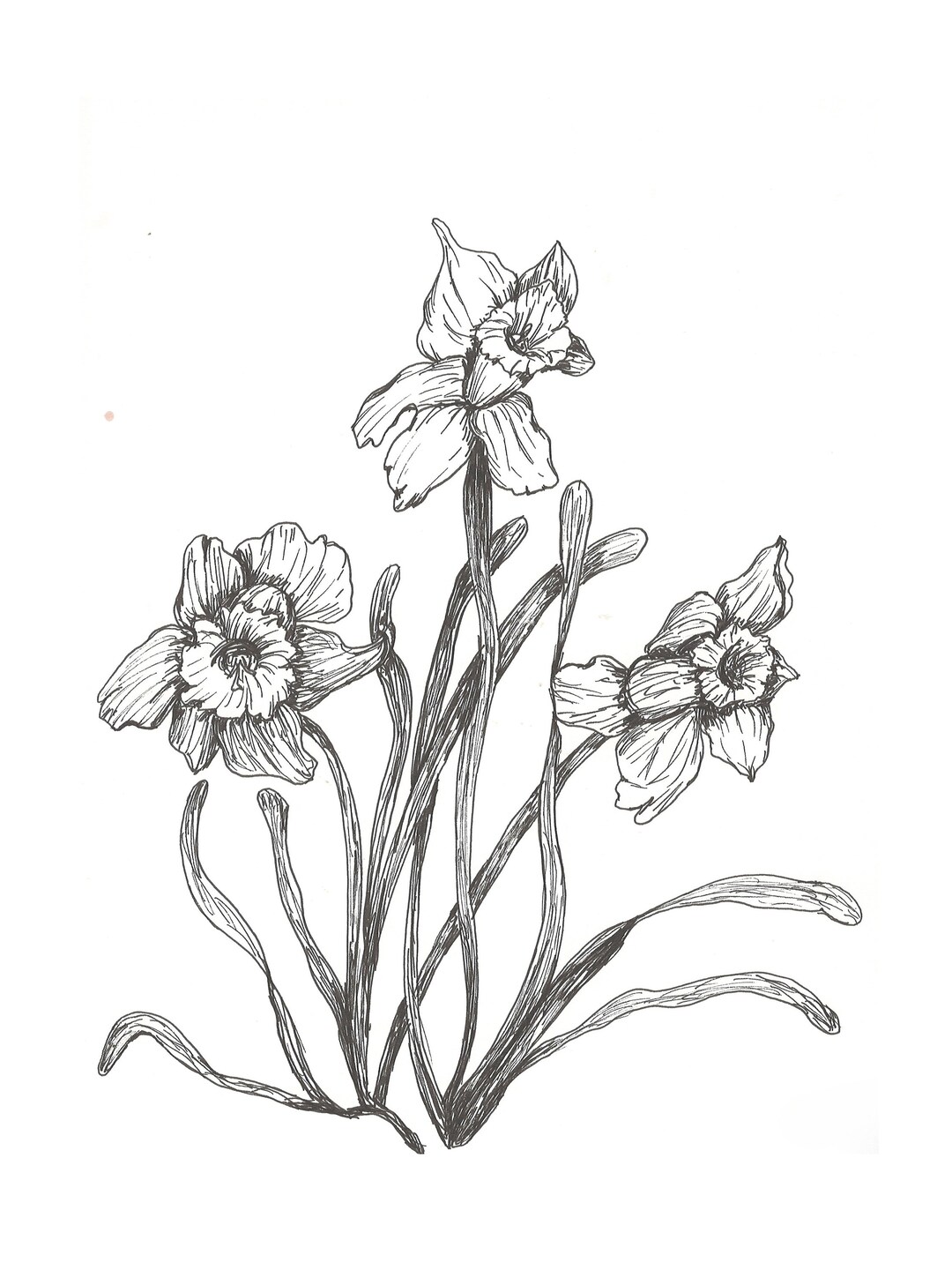 Daffodil Ink Drawing: Original Hand-drawn Floral Art (digital Download ...
