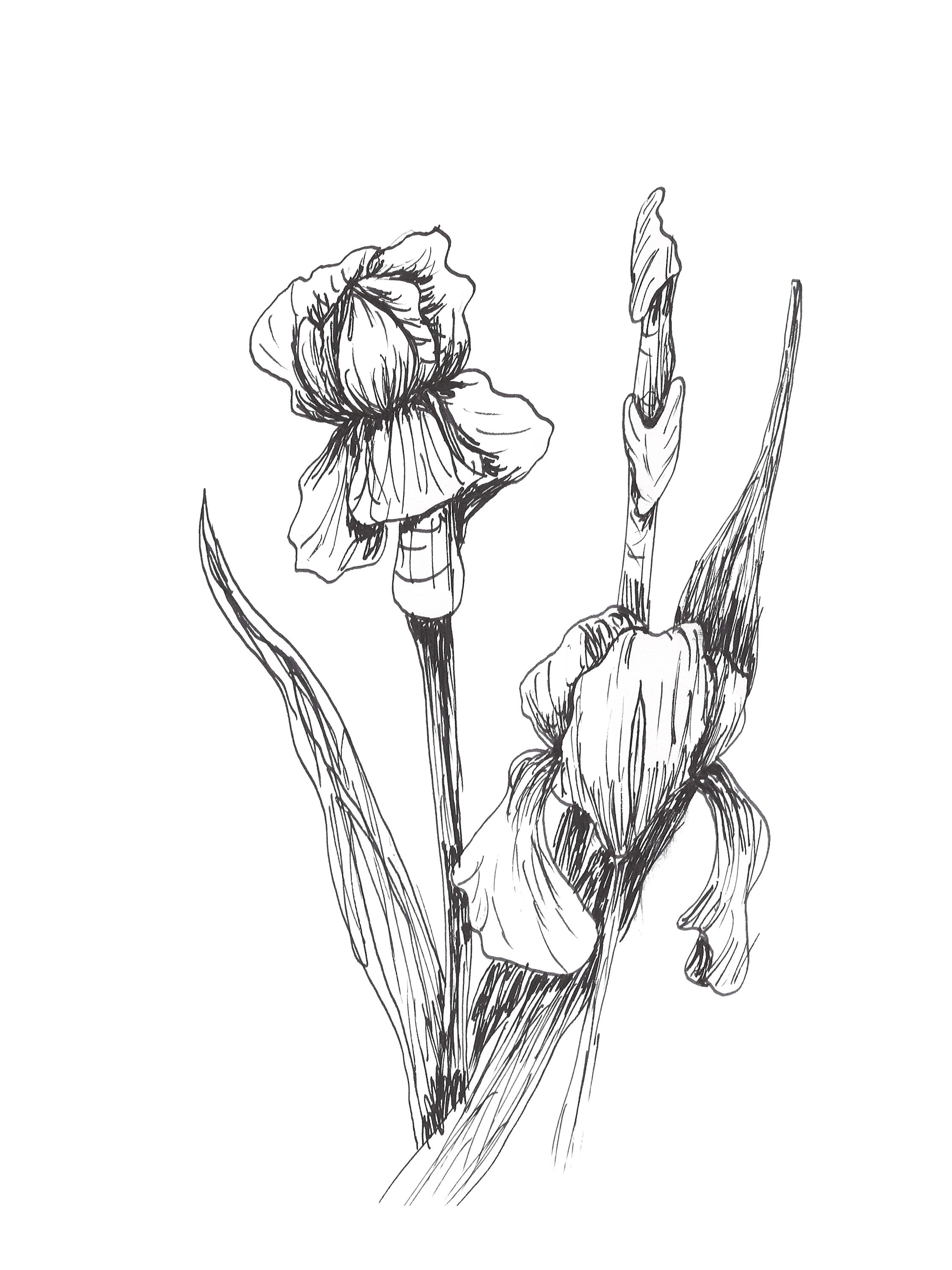 Original Ink Drawing PNG Download of Iris Flower With Transparency - Etsy
