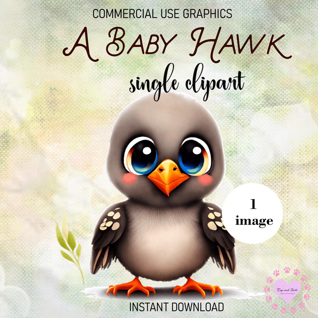 A Baby Hawk, Watercolor, SINGLE IMAGE, Baby Bird, Hawk Chick, Hawk ...