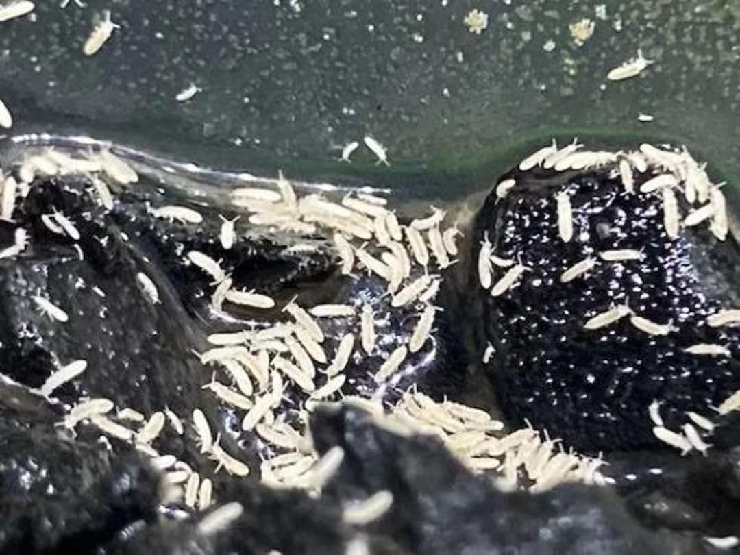 Springtails 16oz Charcoal Culture NOT LIVE (shop at WEBSITE) in ...