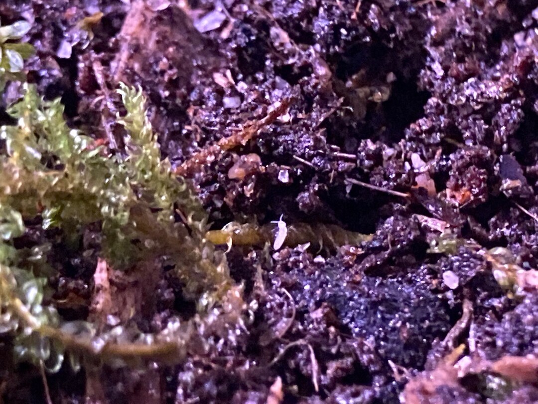 Springtail Cultures 8oz Made With Coco Coir Substrate shop - Etsy