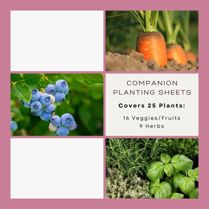 Seed Starting Cheat Sheet Planting Guide & Companion Planting Chart ...