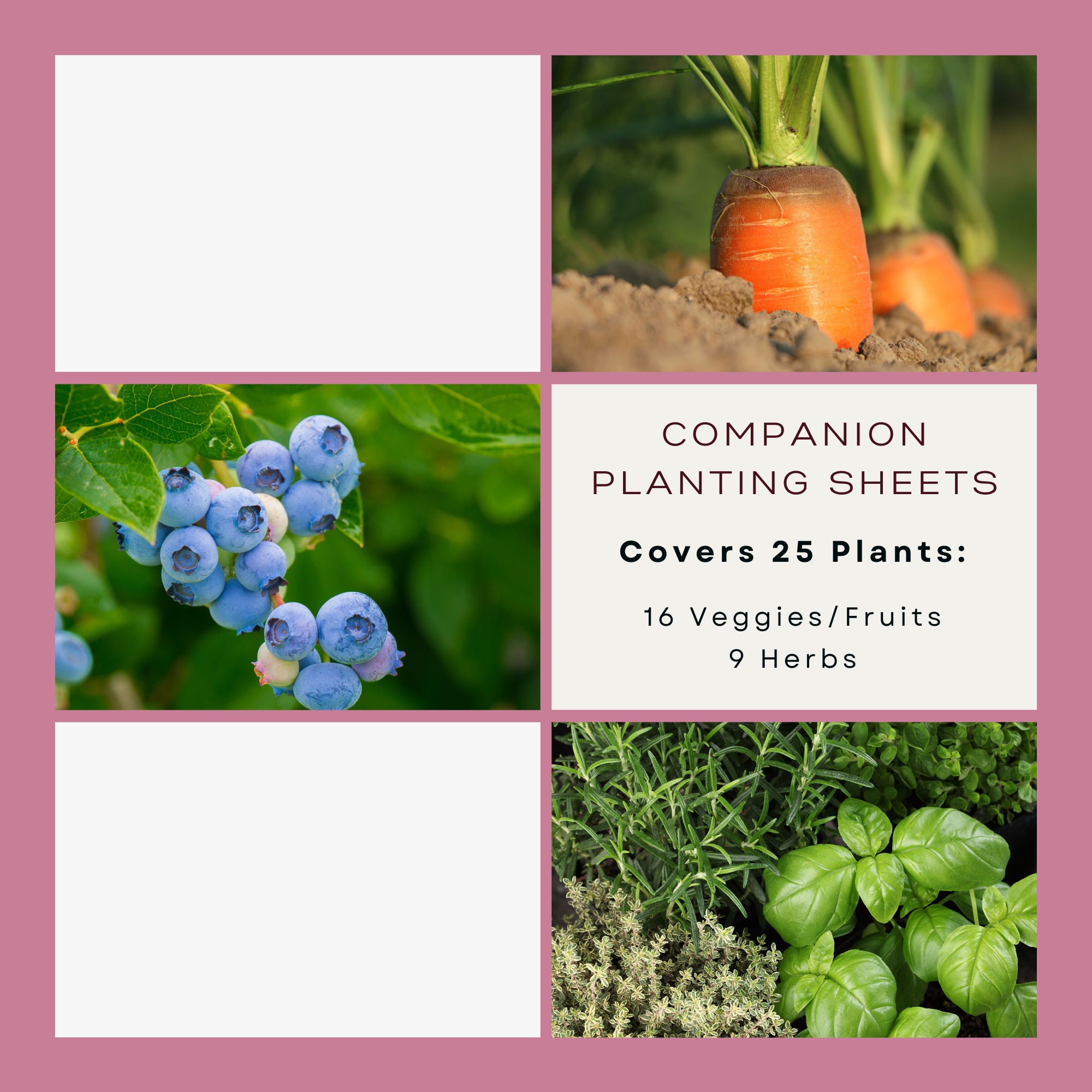 Seed Starting Cheat Sheet Planting Guide & Companion Planting Chart ...