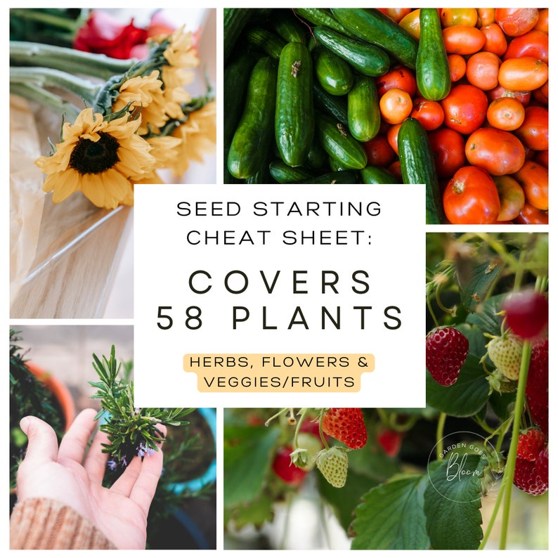 Seed Starting Cheat Sheet Planting Guide & Companion Planting Chart ...