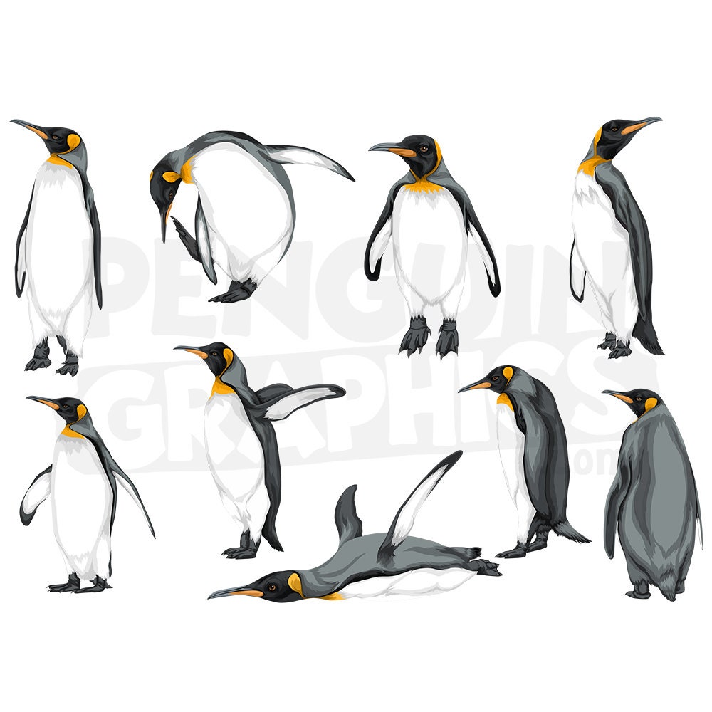 King Penguin Clipart Digital Downloads, 9 Penguin Illustrations Bundle ...