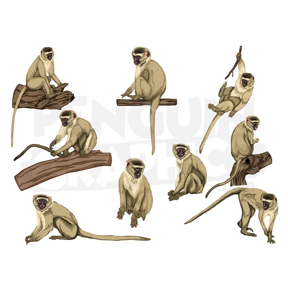 Vervet Monkey Clipart Digital Downloads, 9 Monkey Illustrations Bundle ...