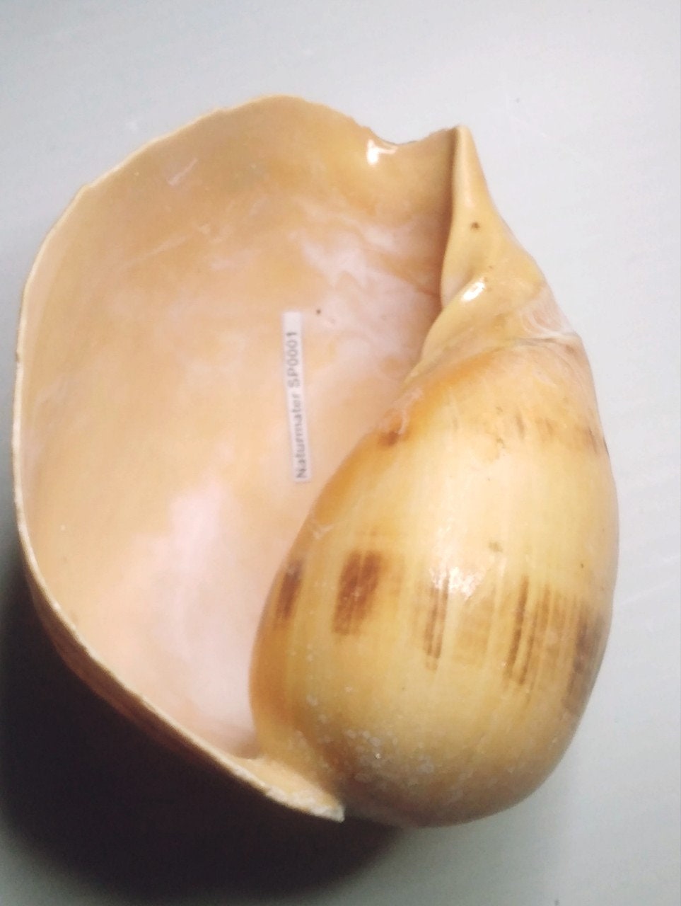 Bailer Shell Natural Big Sea Shells Snail Wanbao Conch - Etsy Australia