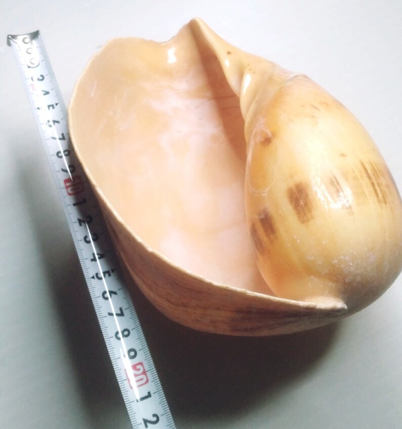 Bailer Shell Natural Big Sea Shells Snail Wanbao Conch - Etsy Australia